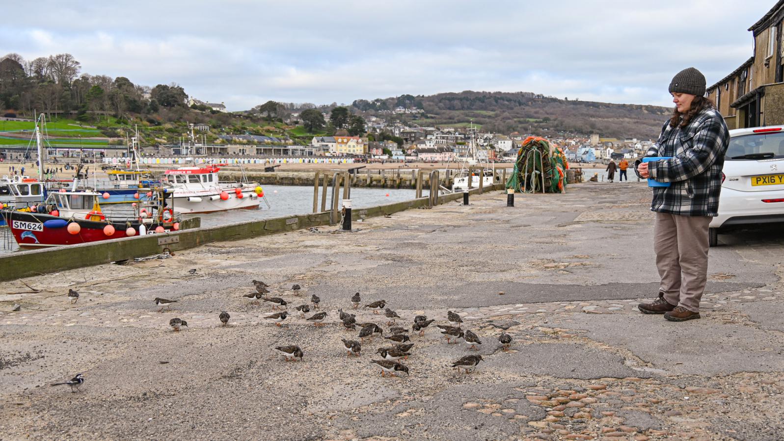 Meet the Turnstones Who Follow Jenna to Work at the Aquarium in Lyme ...